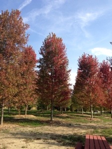 Arbor care inc, large trees. Fall color - Tree Transplanting Illinois ...