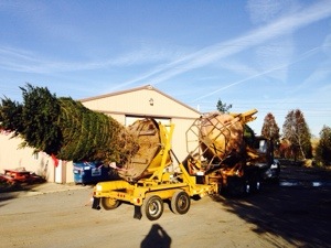 Large tree sales and large tree moving - Tree Transplanting Illinois ...
